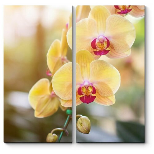 Модульная картина Чарующая орхидея 40x40