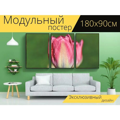 Модульный постер "Тюльпан, цветок тюльпана, поле тюльпанов" 180 x 90 см. для интерьера