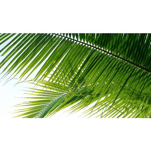 Картина на холсте 60x110 Альянс Лес "Листья nature palm пальма" на подрамнике / интерьер/ декор