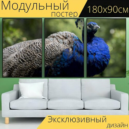 Модульный постер "Птица, фауна, павлин" 180 x 90 см. для интерьера
