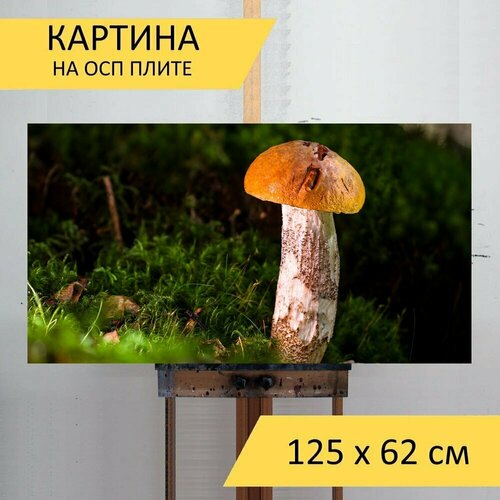 Картина на ОСП 125х62 см. "Березовый гриб, съедобный гриб, гриб" горизонтальная, для интерьера, с креплениями