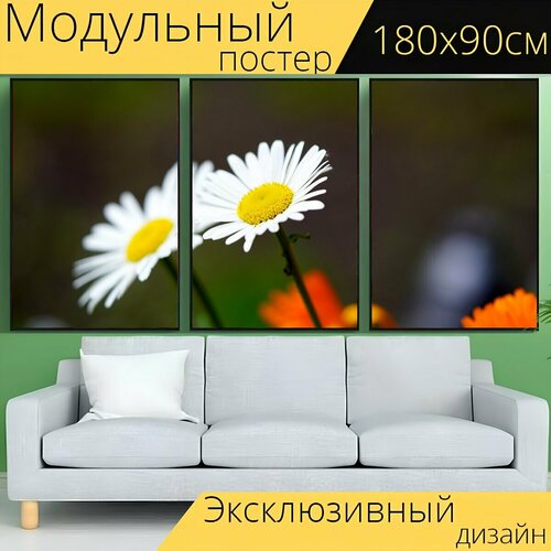 Модульный постер "Маргаритка, цветок, цветочный луг" 180 x 90 см. для интерьера
