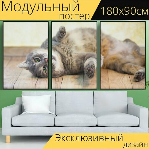 Модульный постер "Кошка, кот, милый" 180 x 90 см. для интерьера