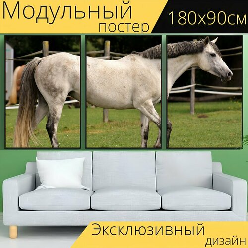 Модульный постер "Плесень, лошадь, любовь к животным" 180 x 90 см. для интерьера