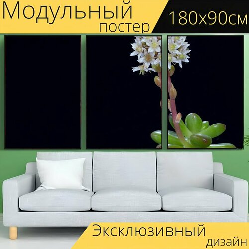 Модульный постер "Очиток, цветы, сочный" 180 x 90 см. для интерьера