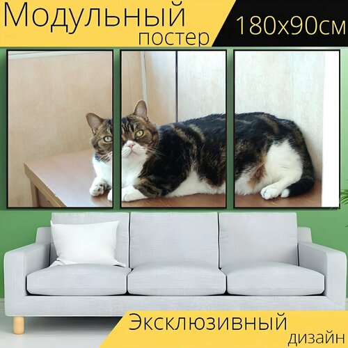 Модульный постер "Шотландский кот, скоттиш страйт, кот отдыхает" 180 x 90 см. для интерьера