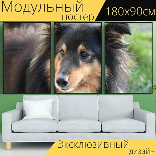 Модульный постер "Собака, шетландские овчарки, портрет собаки профиль" 180 x 90 см. для интерьера