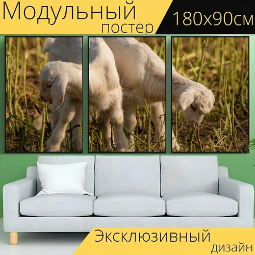 Модульный постер "Козочек овечек, животное, козы" 180 x 90 см. для интерьера
