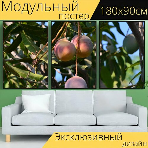 Модульный постер "Фрукты, манго, свежий" 180 x 90 см. для интерьера