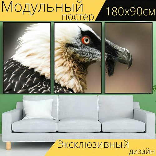Модульный постер "Животные, птица, гриф" 180 x 90 см. для интерьера