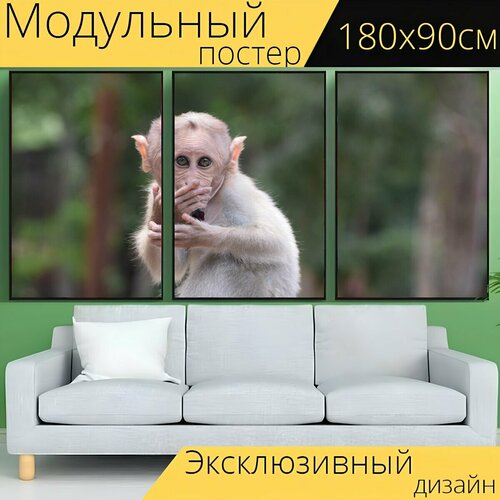 Модульный постер "Биологические парка баннергхатта, животное, обезьяна" 180 x 90 см. для интерьера