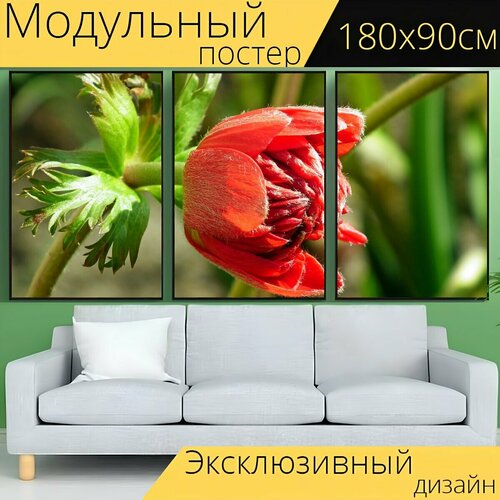 Модульный постер "Анемон, цветок, красный" 180 x 90 см. для интерьера