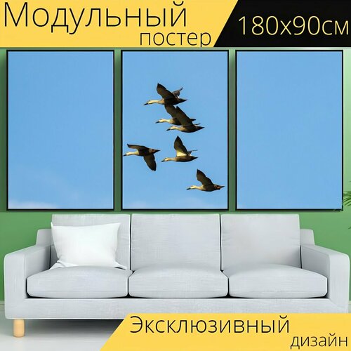 Модульный постер "Крякв, летающий, небо" 180 x 90 см. для интерьера