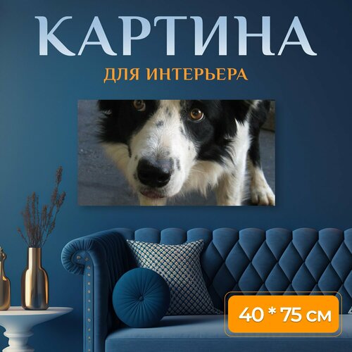 Картина на холсте "Собака, австралийская овчарка, собачий" на подрамнике 75х40 см. для интерьера