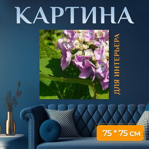 Картина на холсте "Гортензия, цветок, блум" на подрамнике 75х75 см. для интерьера