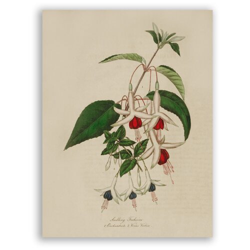 Гравюра Постер на бумаге / Seedling Fuchsias