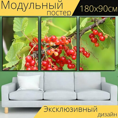 Модульный постер "Смородина, ягода, природа" 180 x 90 см. для интерьера