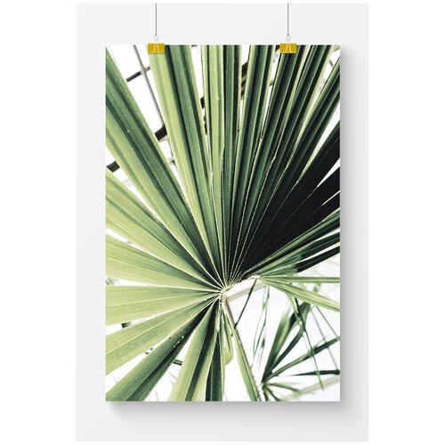 Постер для интерьера Postermarkt Веерный лист пальмы, 60х90 см, в тубусе