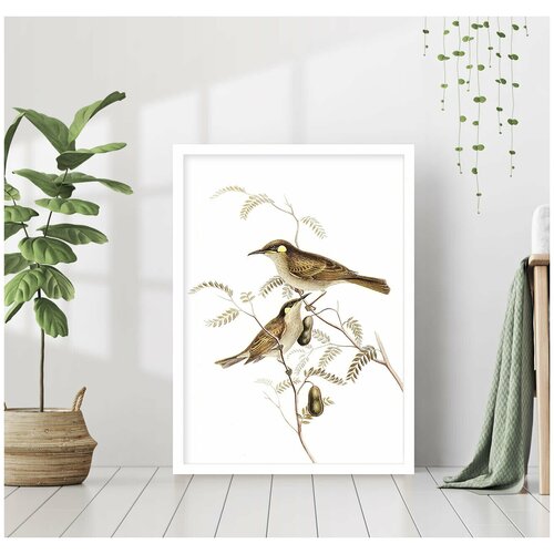 Постер В рамке "Райские птицы, иллюстрация" 50 на 70 в белой раме / Картина для интерьера / Плакат / Постер на стену