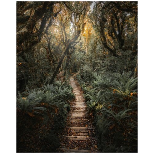 Постер / Плакат / Картина Тропинка в джунглях - Новая Зеландия 50х70 см в подарочном тубусе