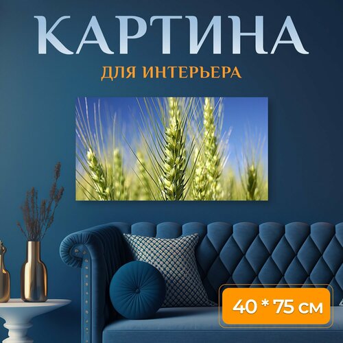 Картина на холсте "Пшеница, деталь, зерновые" на подрамнике 75х40 см. для интерьера