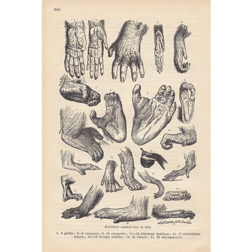 Плакат, постер на бумаге строение руки пятипалых лап/анатомия/иллюстрация. Размер 21 х 30 см