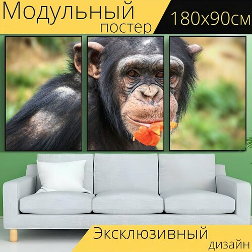 Модульный постер "Шимпанзе, обезьяна, млекопитающее" 180 x 90 см. для интерьера