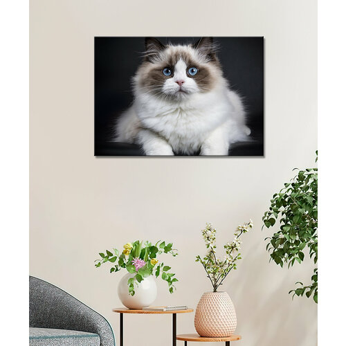 Картина - кошка, рэгдолл, домашняя кошка, ласковая кошка, кот (263) 40х60