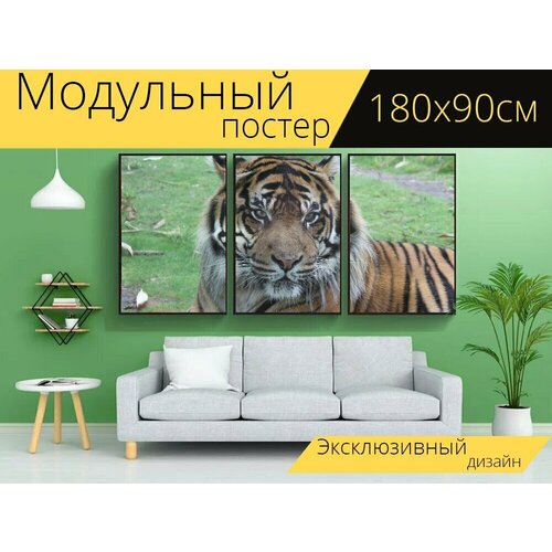 Модульный постер "Тигр, большой кот, кот" 180 x 90 см. для интерьера