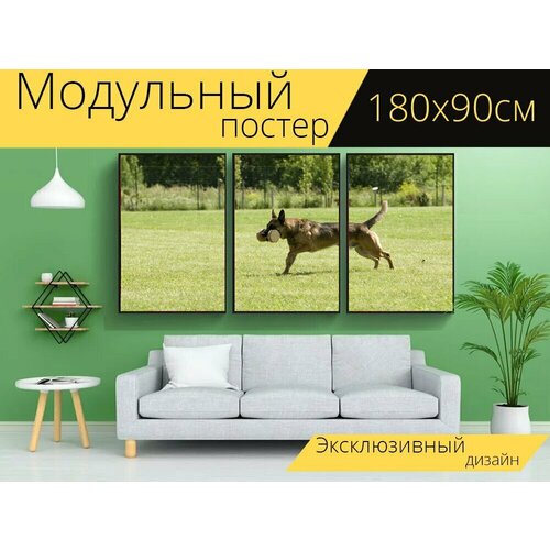 Модульный постер "Малинуа, бельгийская овчарка, собака" 180 x 90 см. для интерьера