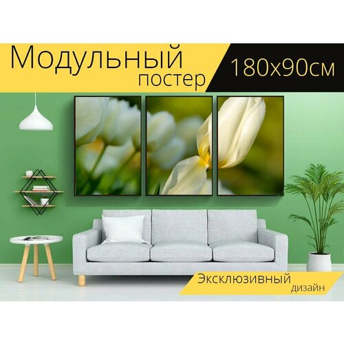 Модульный постер "Тюльпан, белый тюльпан, поле тюльпанов" 180 x 90 см. для интерьера