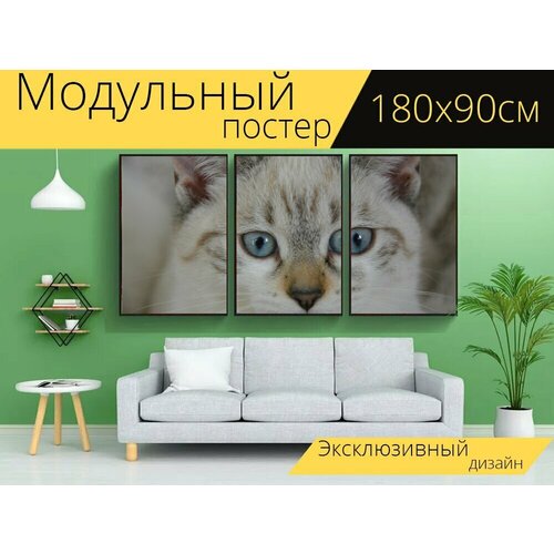Модульный постер "Кошка, котенок голубые глаза, смотреть" 180 x 90 см. для интерьера