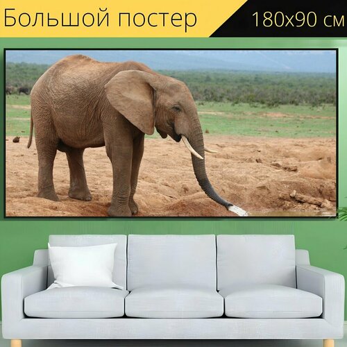 Большой постер "Слон, слоны, дикое животное" 180 x 90 см. для интерьера