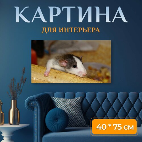 Картина на холсте "Крыса, любопытный, цветная крыса" на подрамнике 75х40 см. для интерьера