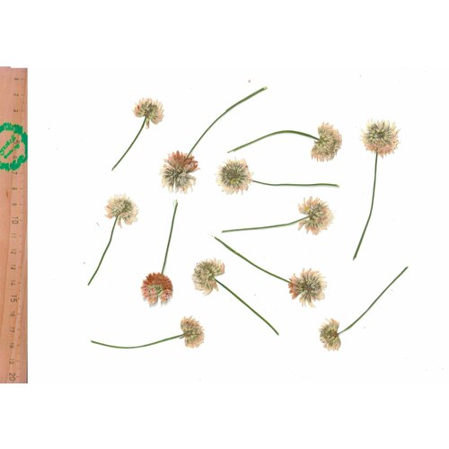 Плоские сухоцветы - Клевер ползучий, белый для заливки смолой и рукоделия, 10 шт