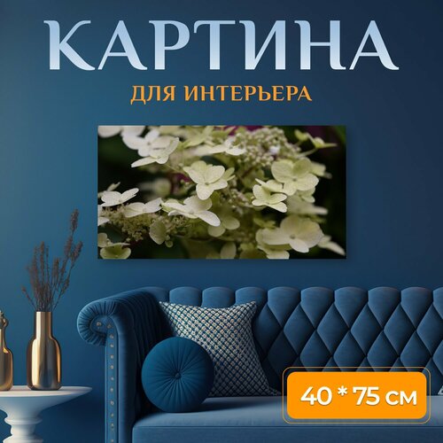Картина на холсте "Гортензия, белый, цветок" на подрамнике 75х40 см. для интерьера