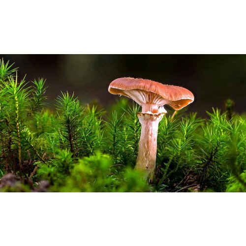 Картина на холсте 60x110 Альянс Лес "Природа грибы мох гриб" на подрамнике / интерьер/ декор