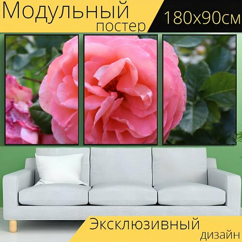 Модульный постер "Роза, цвести, розовый" 180 x 90 см. для интерьера