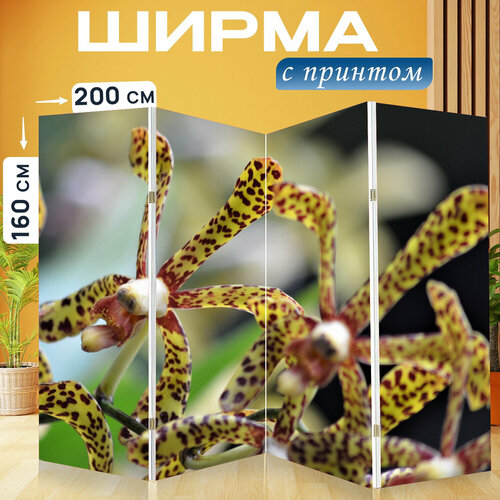 Ширма перегородка с принтом "Цветок, орхидея, цвести" на холсте - 200x160 см. для зонирования, раскладная