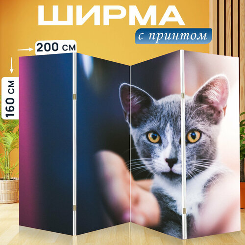 Ширма перегородка с принтом "Котенок, кошка, домашний питомец" на холсте - 200x160 см. для зонирования, раскладная