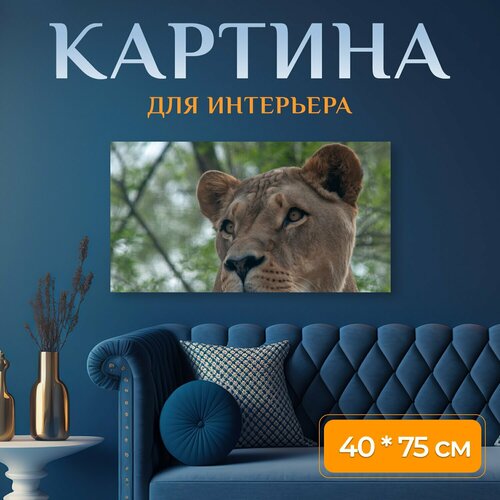 Картина на холсте "Зоопарк, львица, лев" на подрамнике 75х40 см. для интерьера