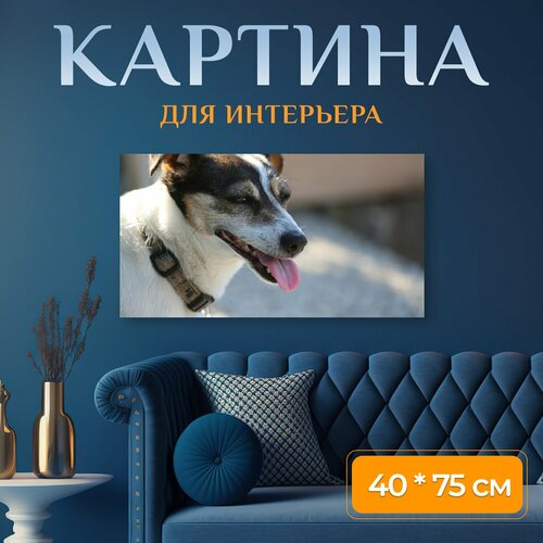 Картина на холсте "Собака, джек рассел, лояльный к" на подрамнике 75х40 см. для интерьера