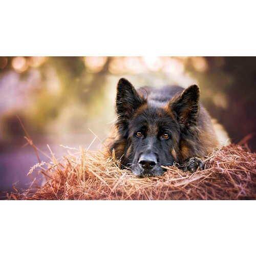 Картина на холсте 60x110 LinxOne "Взгляд собака сено морда" интерьерная для дома / на стену / на кухню / с подрамником