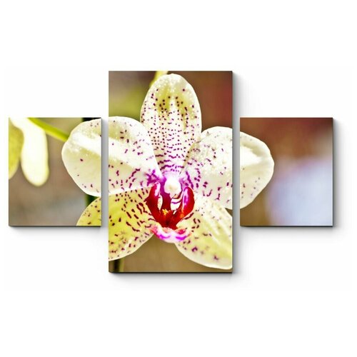 Модульная картина Тигровая орхидея 90x59