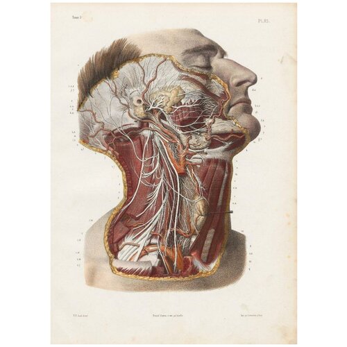 Постер / Плакат / Картина Анатомия - Строение нервных окончаний человека 90х120 см в подарочном тубусе