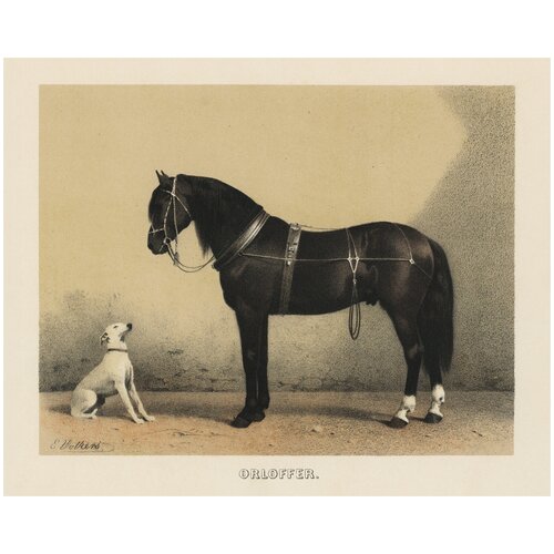 Постер / Плакат / Картина Орловская рысистая лошадь (Орлоффер) и белая собака 50х70 см в подарочном тубусе