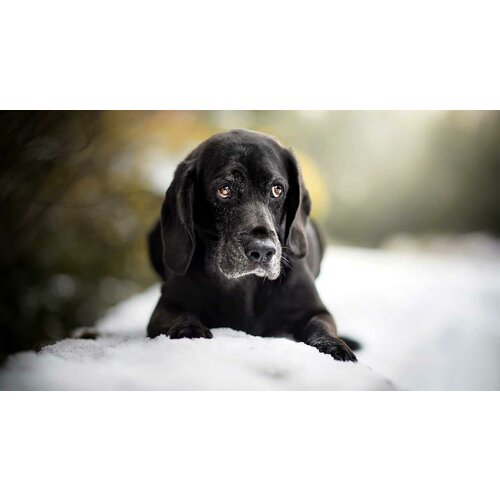 Картина на холсте 60x110 LinxOne "Снег щенок собака боке" интерьерная для дома / на стену / на кухню / с подрамником