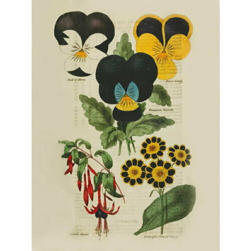 Плакат, постер на бумаге Maid Of Athens, Prince George, Thompson s Favorite/искусство/арт/абстракция/творчество. Размер 30 х 42 см