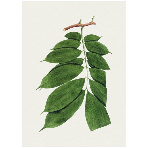 Постер / Плакат / Картина Листья - Листья коричневой левканты 60х90 см в подарочном тубусе