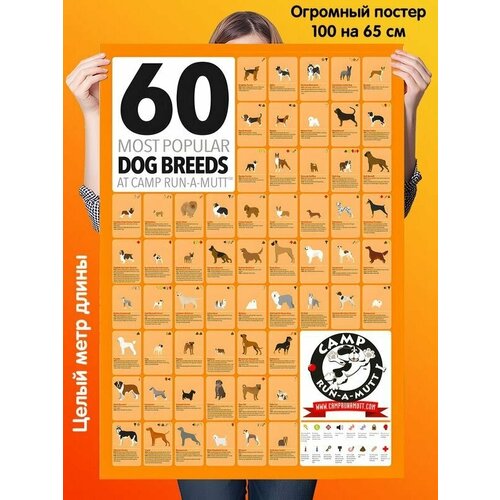 Постер 100 на 65см плакат Dog Breeds Породы собак